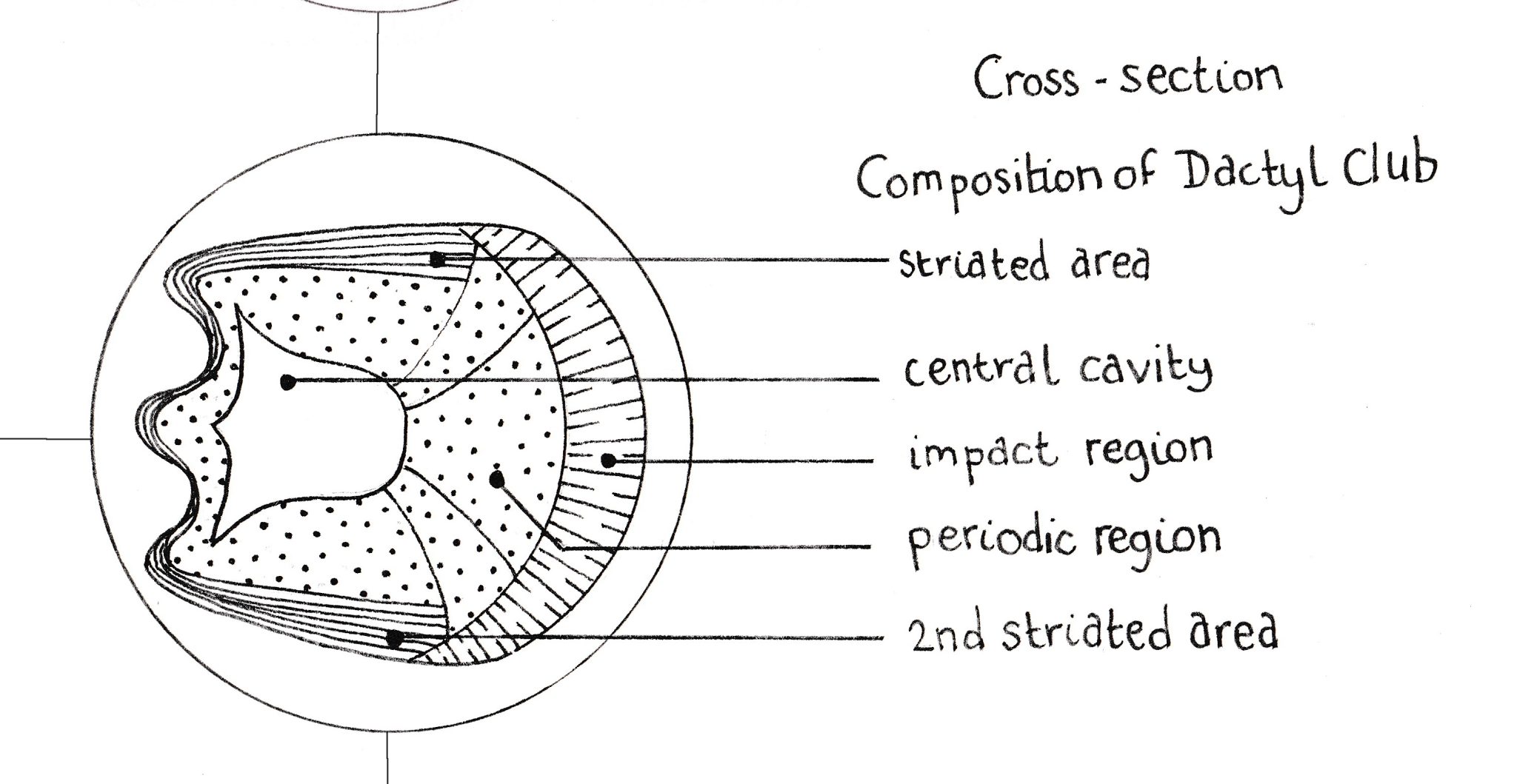 Peacock Mantis shrimp Odontodactylus scyllarus annotated cross section ...