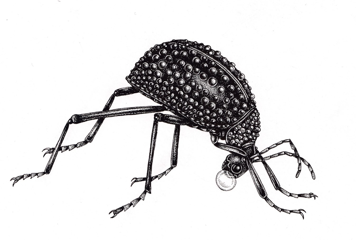 Stenocara Fog or Handstand beetle - Lizzie Harper