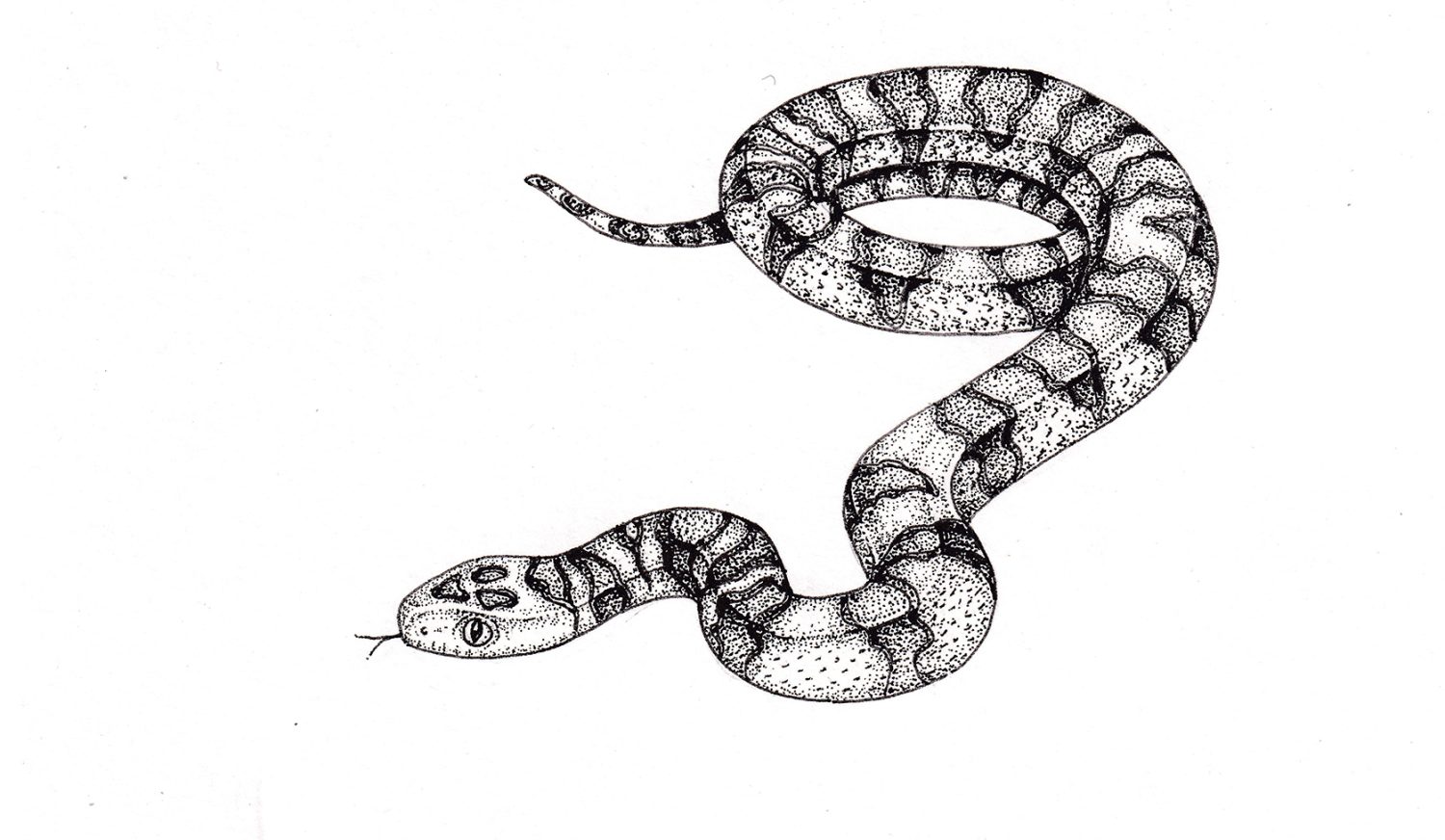 Variable kingsnake Lampropeltis Mexicana thayeri - Lizzie Harper