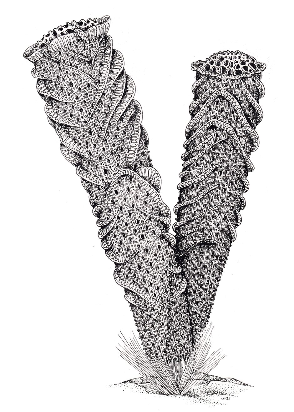 Venuss Flower Basket Euplectella aspergillum - Lizzie Harper