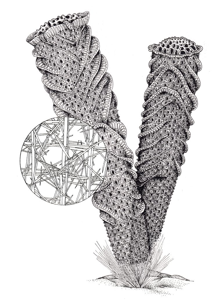 Venus's Flower basket with structural details - Lizzie Harper