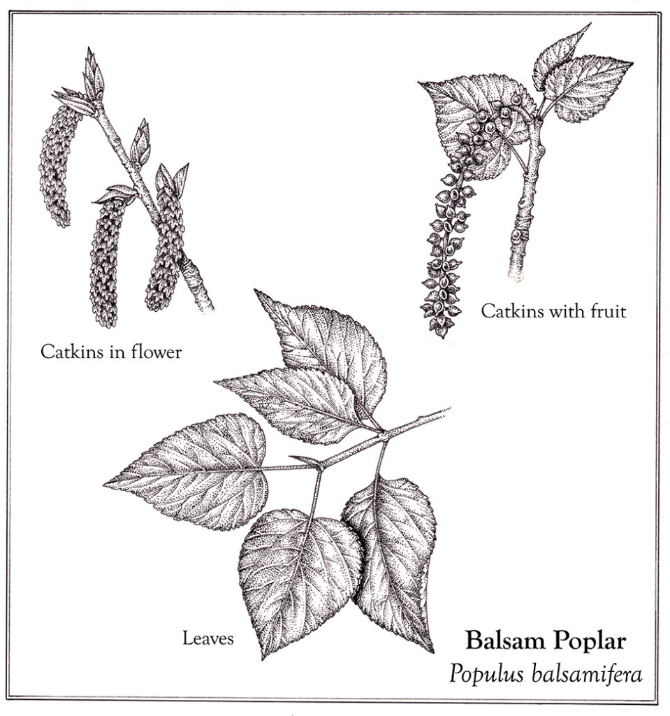 Balsam poplar Populus balsamifera catkins fruit and leaves - Lizzie Harper