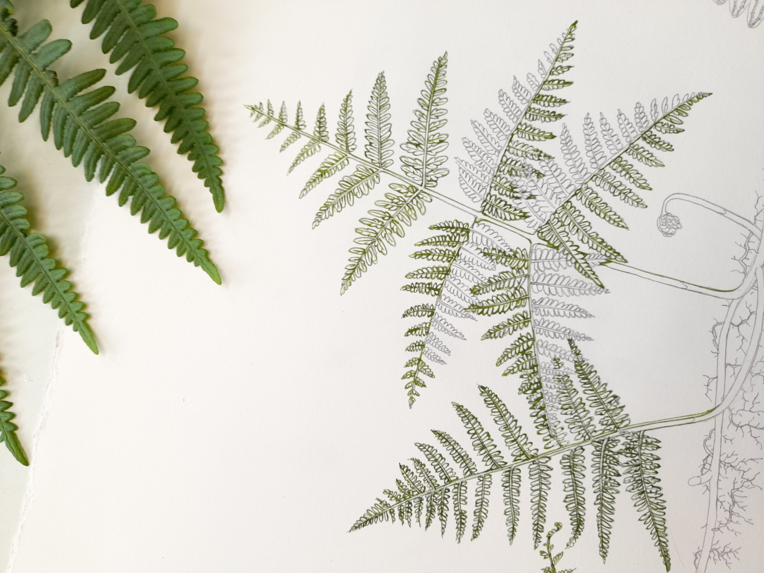 Illustrating Bracken and Ferns - Lizzie Harper