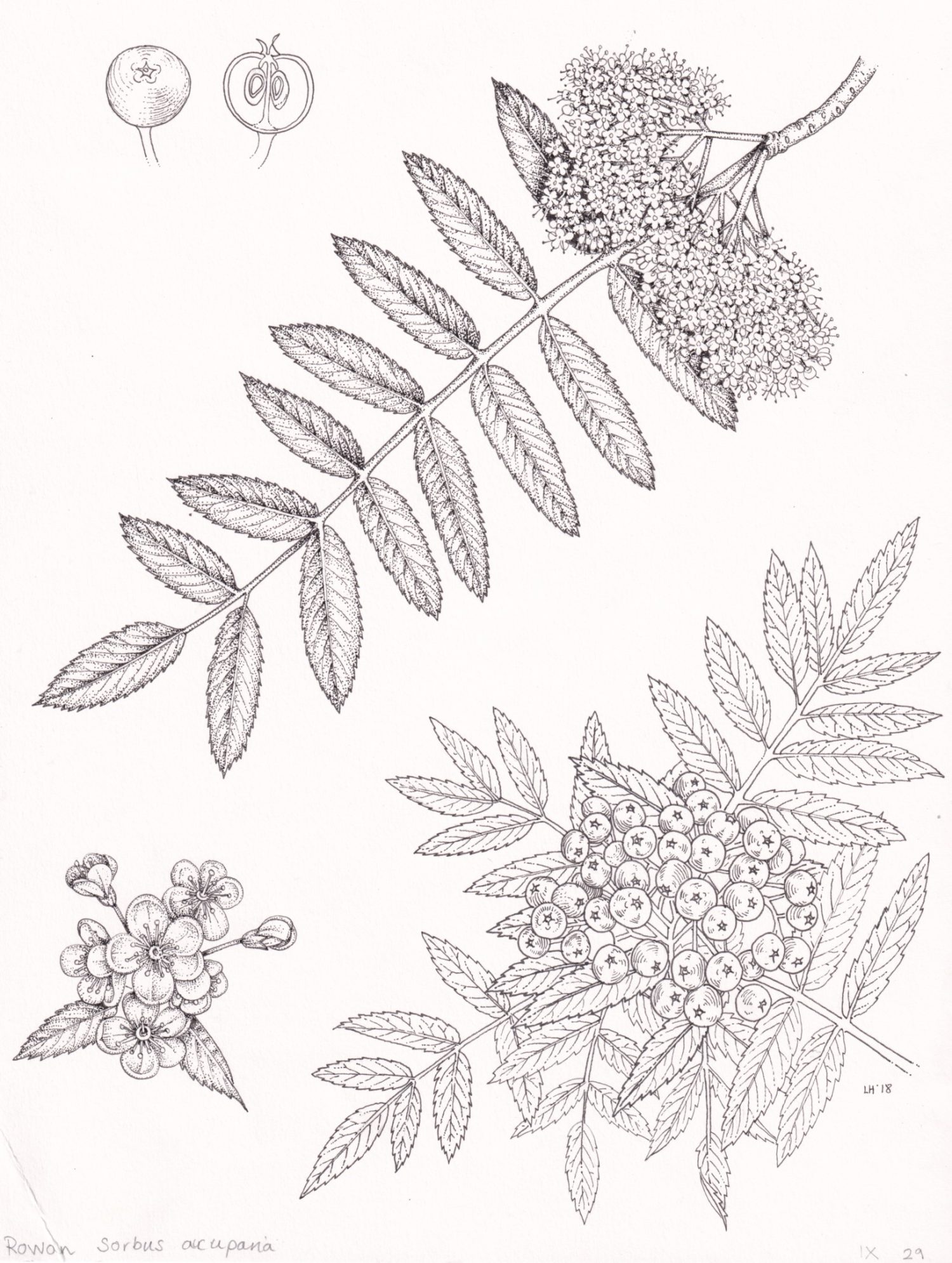Trees: Rowan - Lizzie Harper