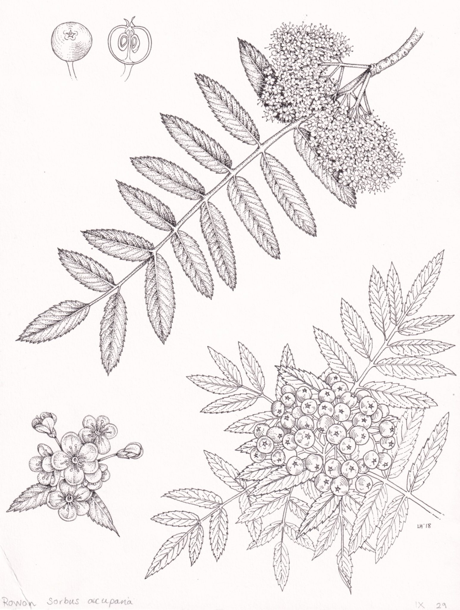 Trees: Rowan - Lizzie Harper