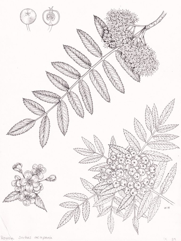 Trees: Rowan - Lizzie Harper