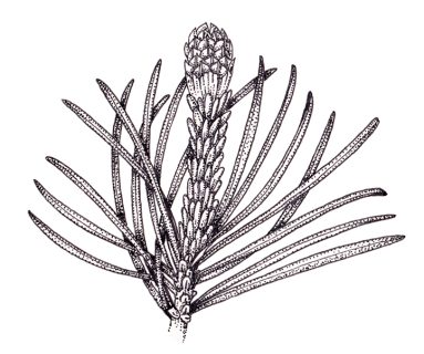 Trees: Scots pine Pinus sylvestris - Lizzie Harper