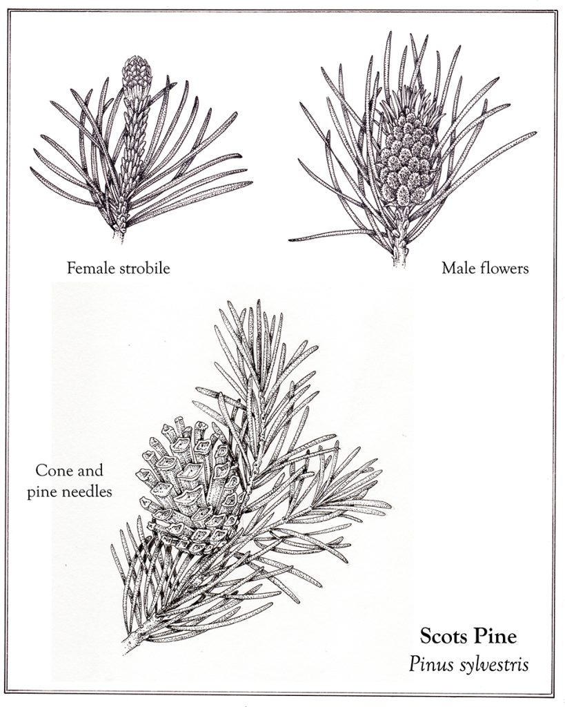 Scots pine Pinus sylvestris layout with text - Lizzie Harper