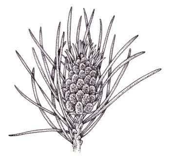 Trees: Scots pine Pinus sylvestris - Lizzie Harper