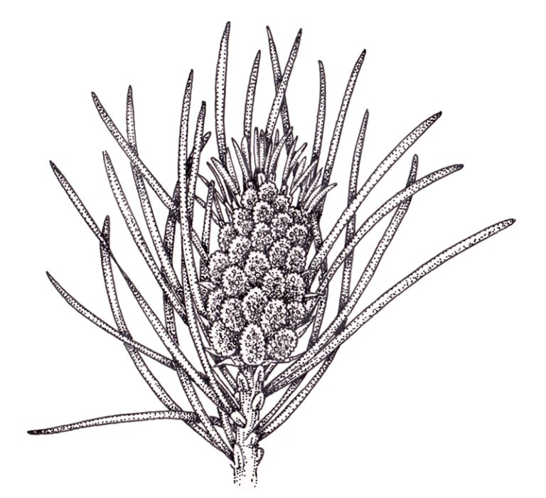 Trees: Scots pine Pinus sylvestris - Lizzie Harper