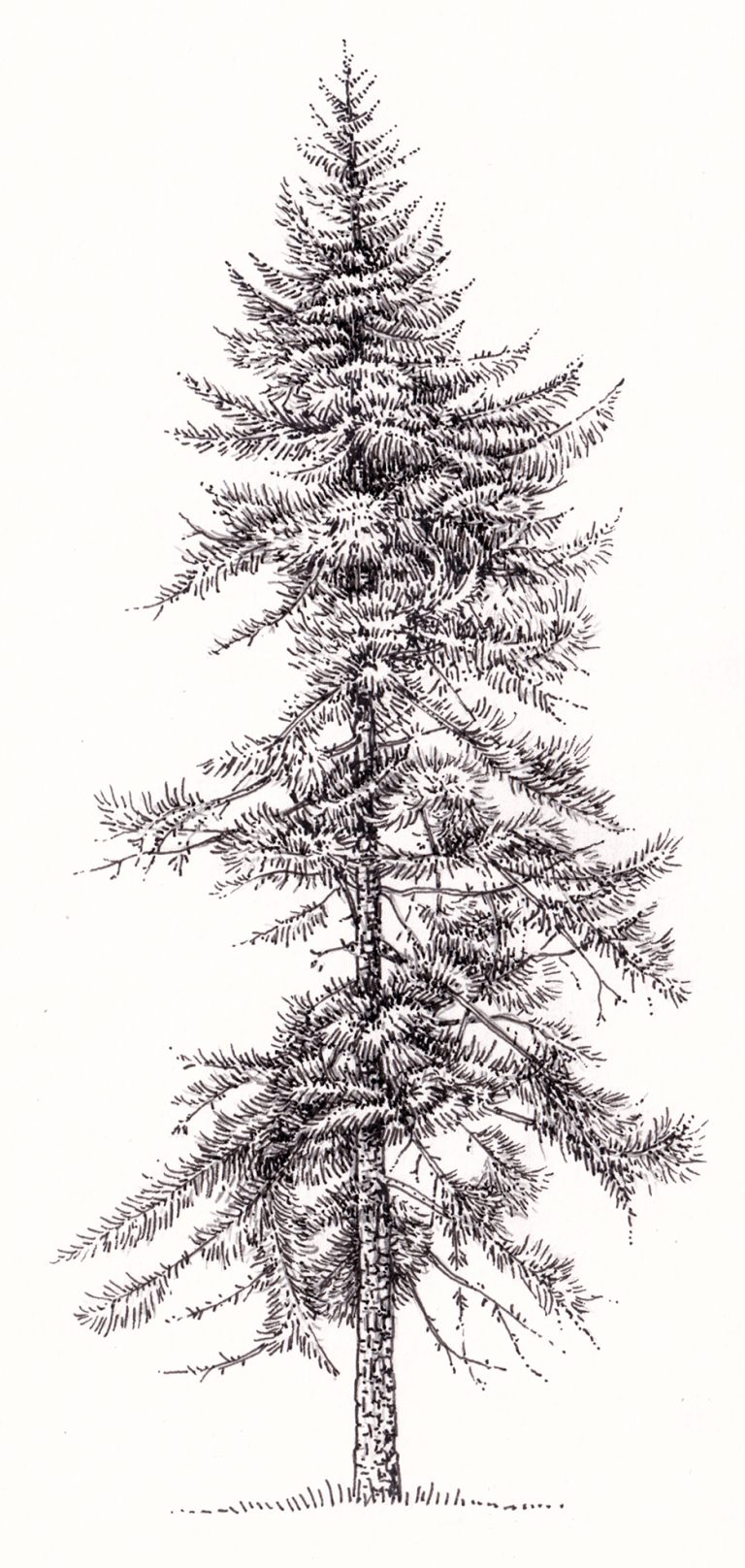 Siberian larch Larix sibirica tree - Lizzie Harper