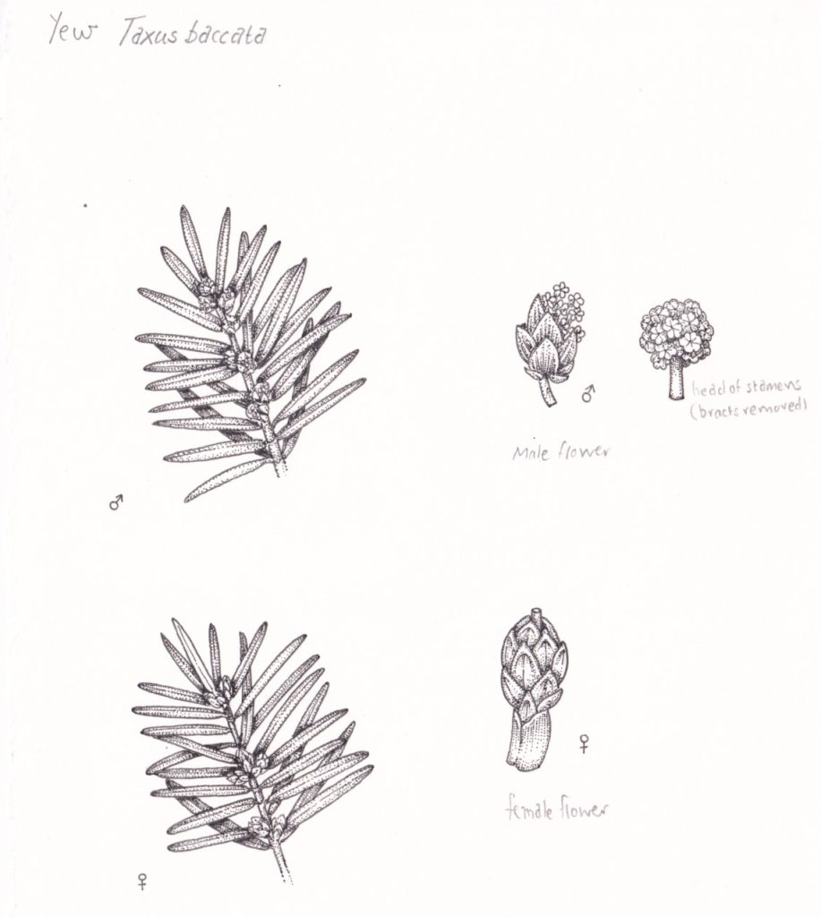 Yew Taxus baccata flower details - Lizzie Harper