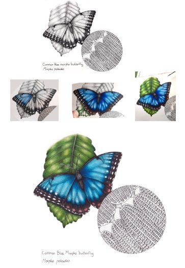 Illustrations for "30 animals that made us smarter" - Lizzie Harper