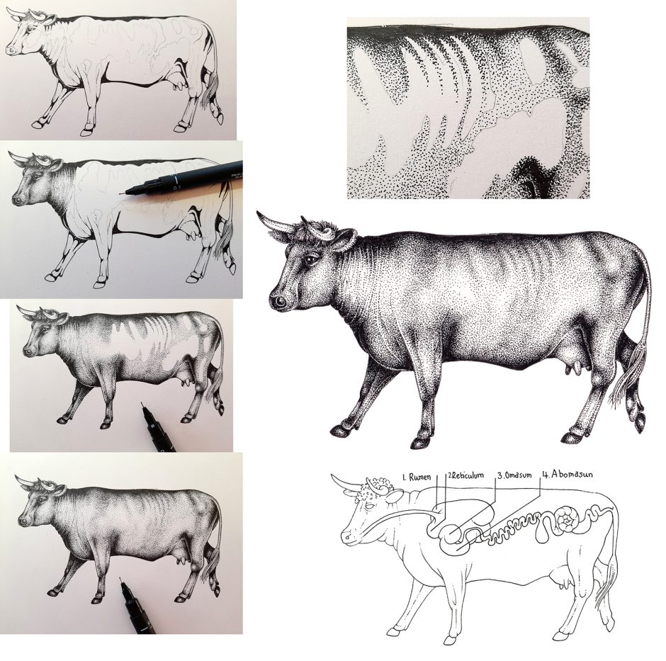 Illustrations for "30 animals that made us smarter" - Lizzie Harper