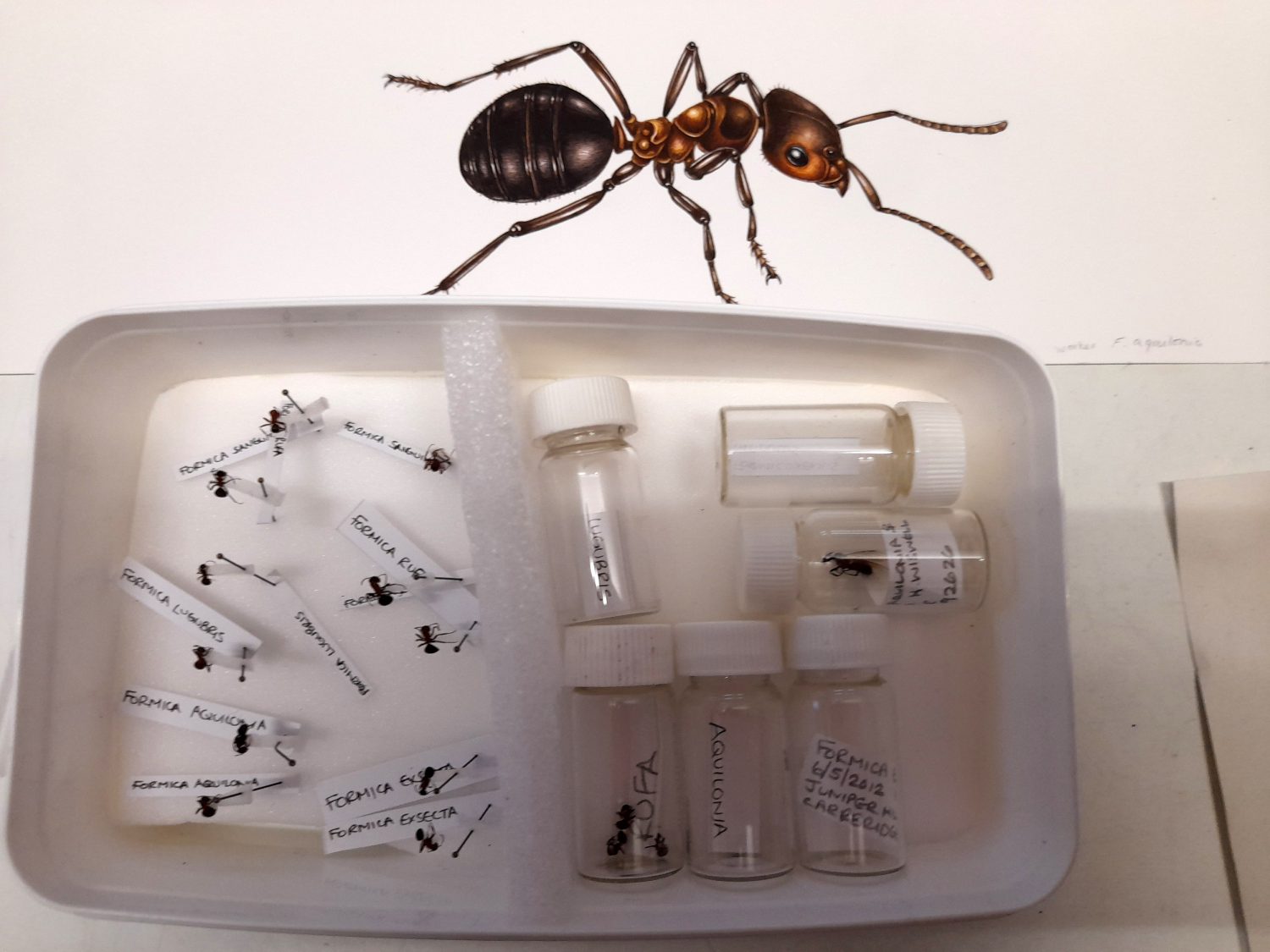 Generic wood ant illustration with wood ant reference collection ...