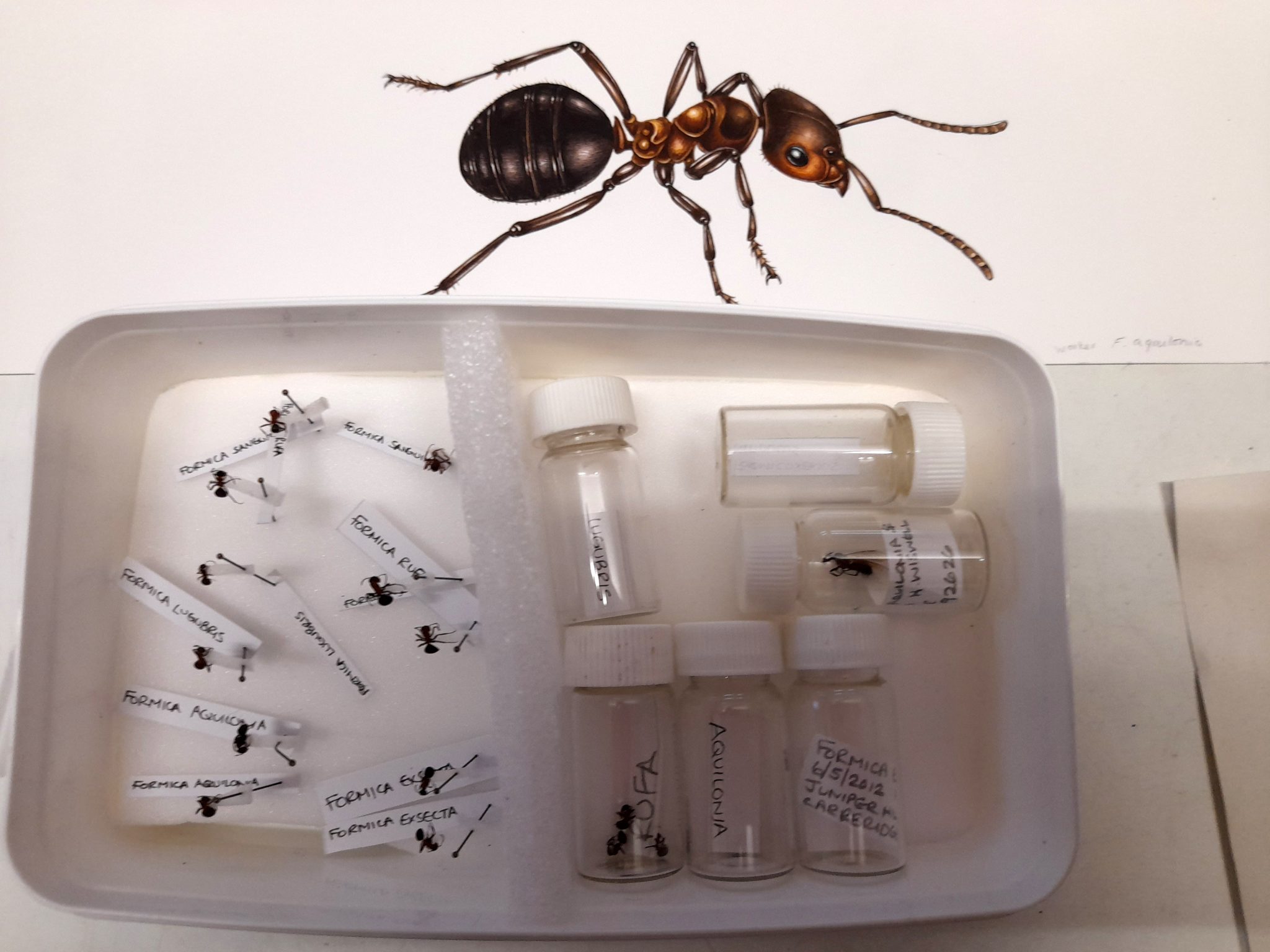 Wood Ants: Illustrating a guide to the wood ants of the Cairngorms ...