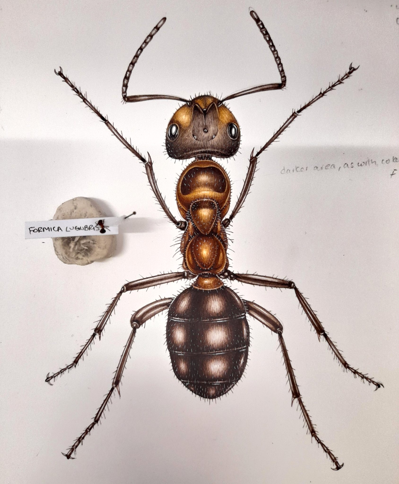 Ants in the UK: Four subfamilies - Lizzie Harper