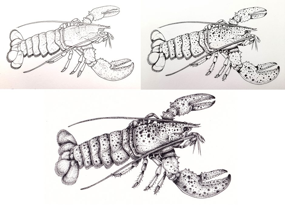 Illustrations for "30 animals that made us smarter" - Lizzie Harper