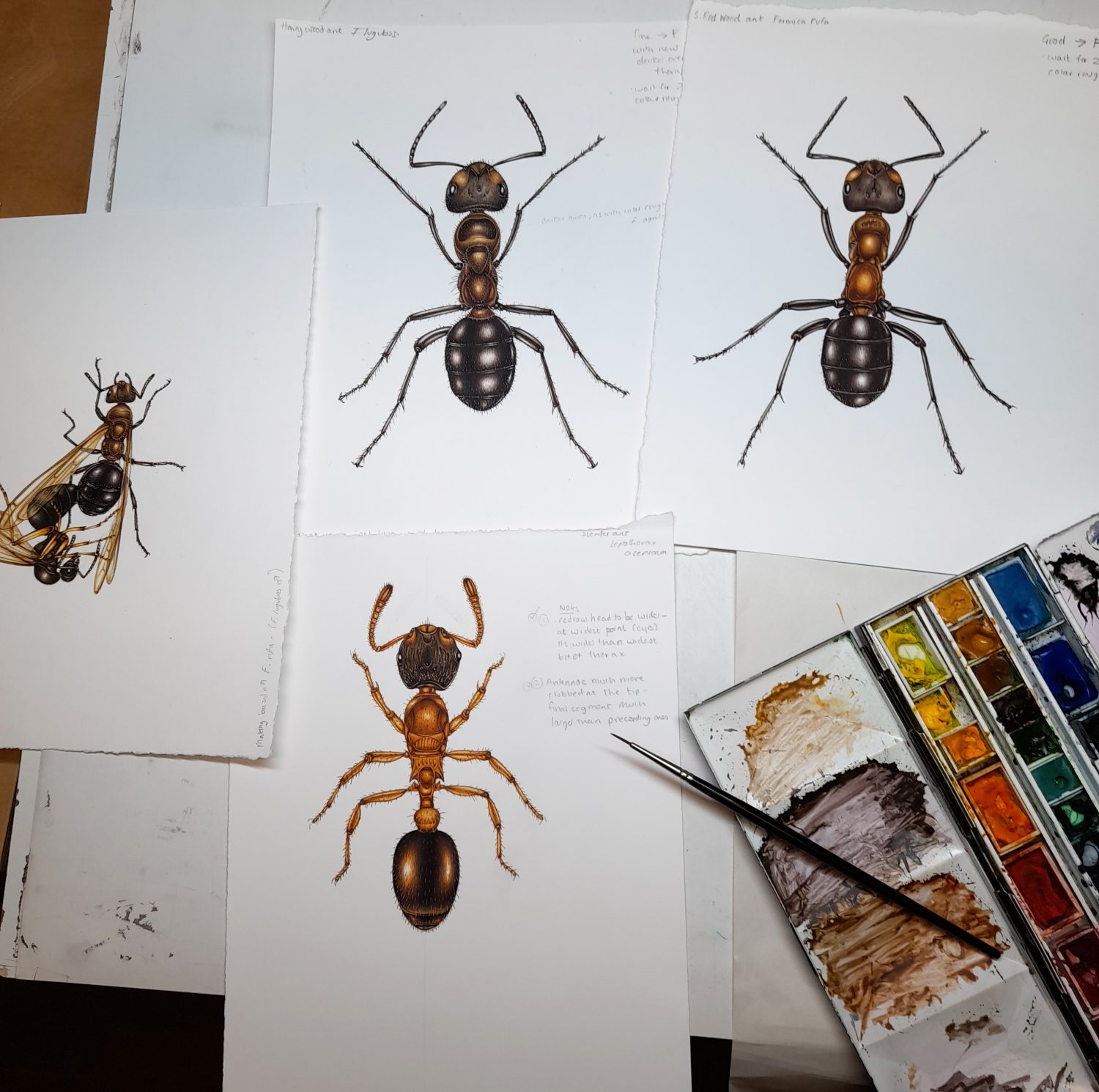 Paintbox with selection of finished ants - Lizzie Harper