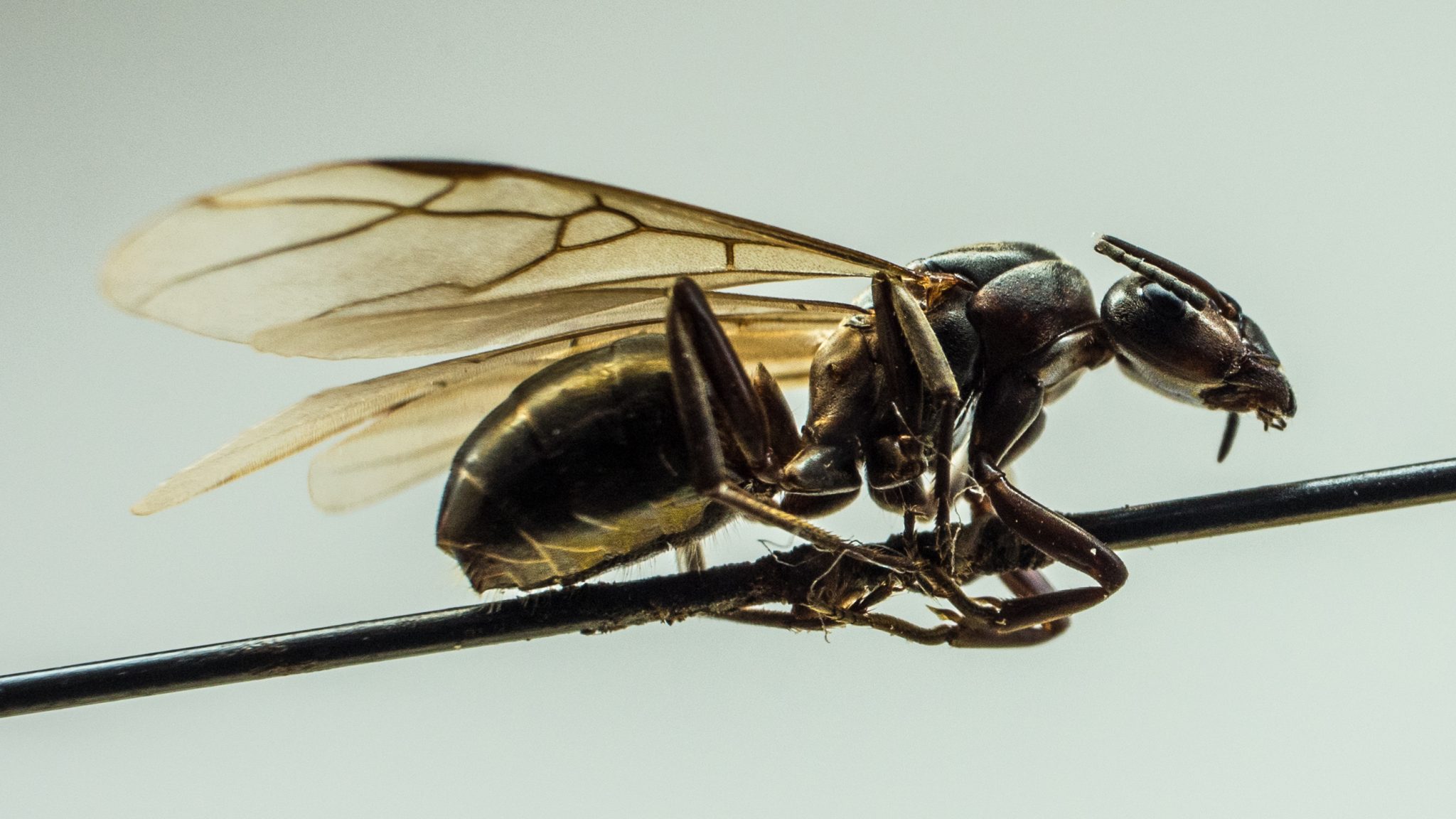 Wood Ants: Illustrating a guide to the wood ants of the Cairngorms ...