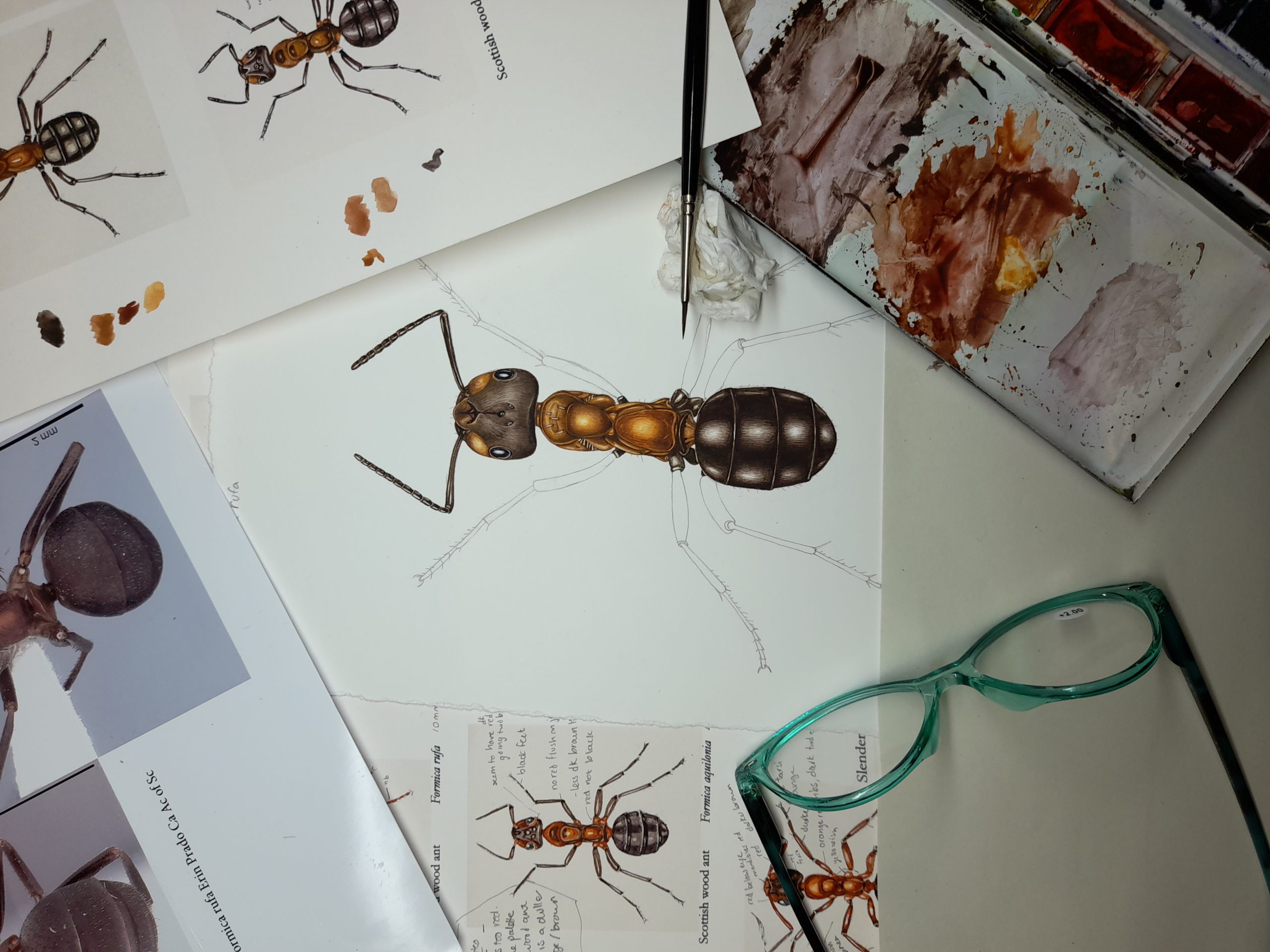 Wood Ants: Illustrating a guide to the wood ants of the Cairngorms ...