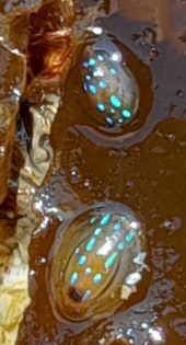 Rocky shore ecosystem illustration - Lizzie Harper