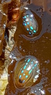 Rocky shore ecosystem illustration - Lizzie Harper