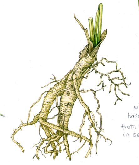 Cow parsley Anthriscus sylvestris root - Lizzie Harper