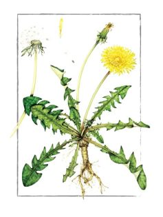 Striped Patterns in Nature - Lizzie Harper