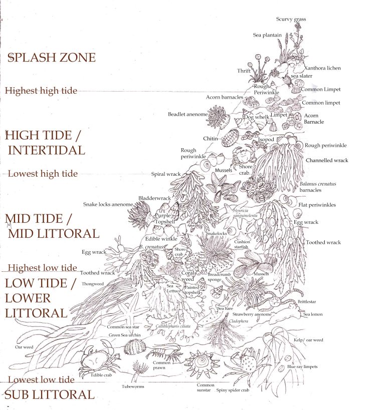 Rocky shore ecosystem illustration - Lizzie Harper