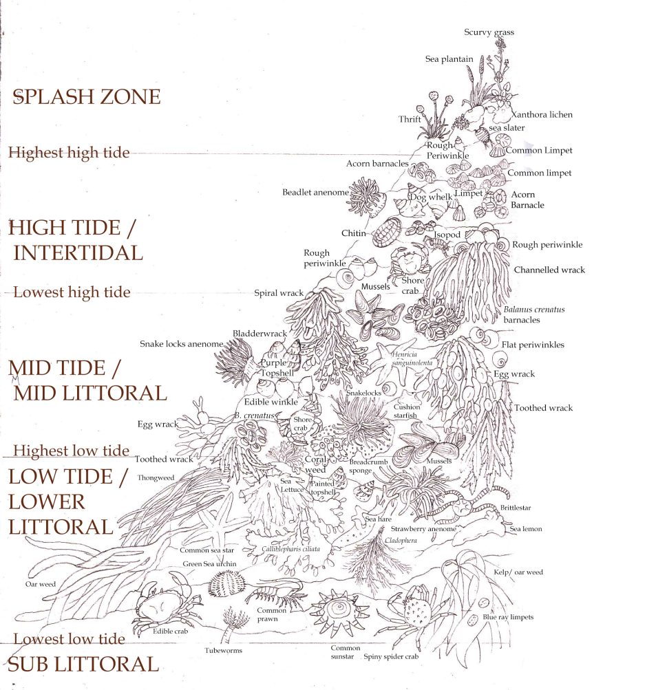 Rocky shore ecosystem illustration - Lizzie Harper