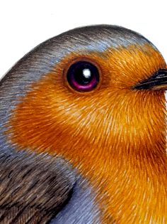 Step by step illustration of a Robin - Lizzie Harper