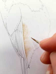 Step by step illustration of a Robin - Lizzie Harper