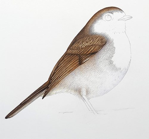 Step by step illustration of a Robin - Lizzie Harper