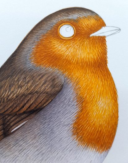Step by step illustration of a Robin - Lizzie Harper