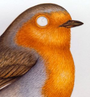 Step by step illustration of a Robin - Lizzie Harper