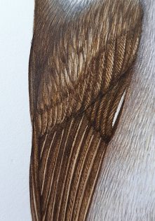 Step by step illustration of a Robin - Lizzie Harper