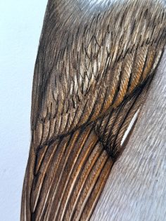 Step by step illustration of a Robin - Lizzie Harper