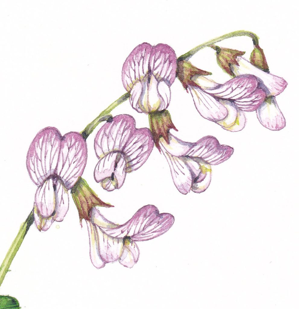 Wood vetch Vicia sylvatica detail - Lizzie Harper