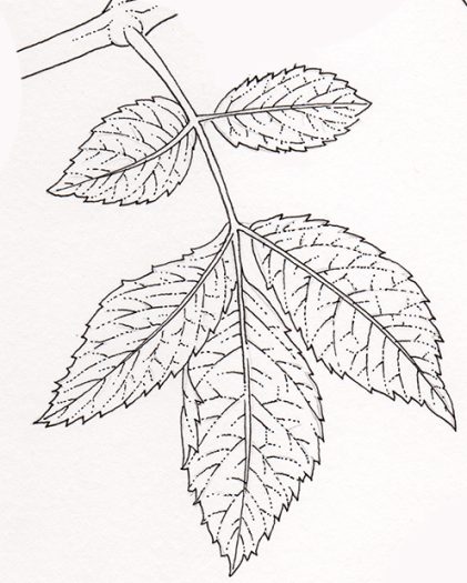 Trees: Elder - Lizzie Harper