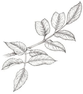 Trees: Elder - Lizzie Harper