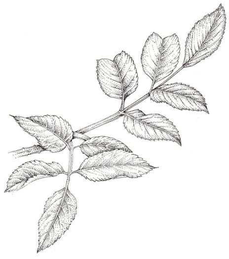 Trees: Elder - Lizzie Harper