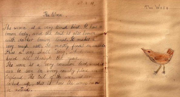 Nature Notebook & The Family Tree - Lizzie Harper