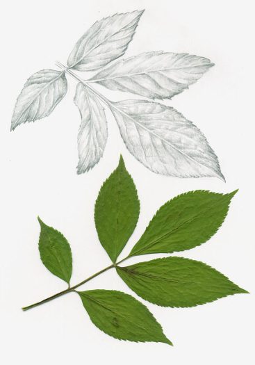 Trees: Elder - Lizzie Harper