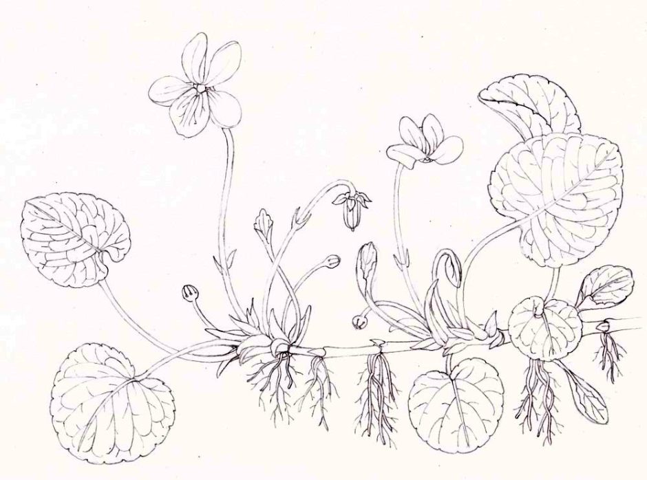 Marsh violet Viola palustris rough - Lizzie Harper