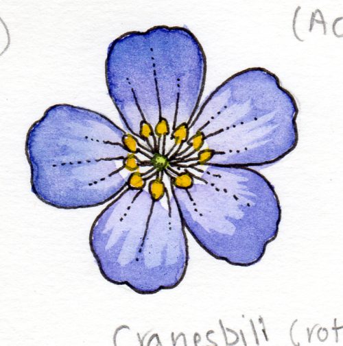Flower Shape Terminology 2 Lizzie Harper Flower Shape Terminology 2 Lizzie Harper