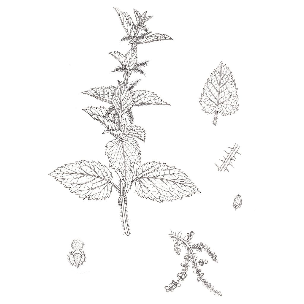Nettle Urtica dioica from Foraging with Kids by Adele Nozedar ...