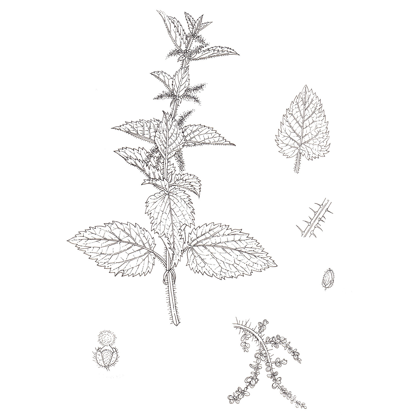 Nettle Urtica dioica from Foraging with Kids by Adele Nozedar ...