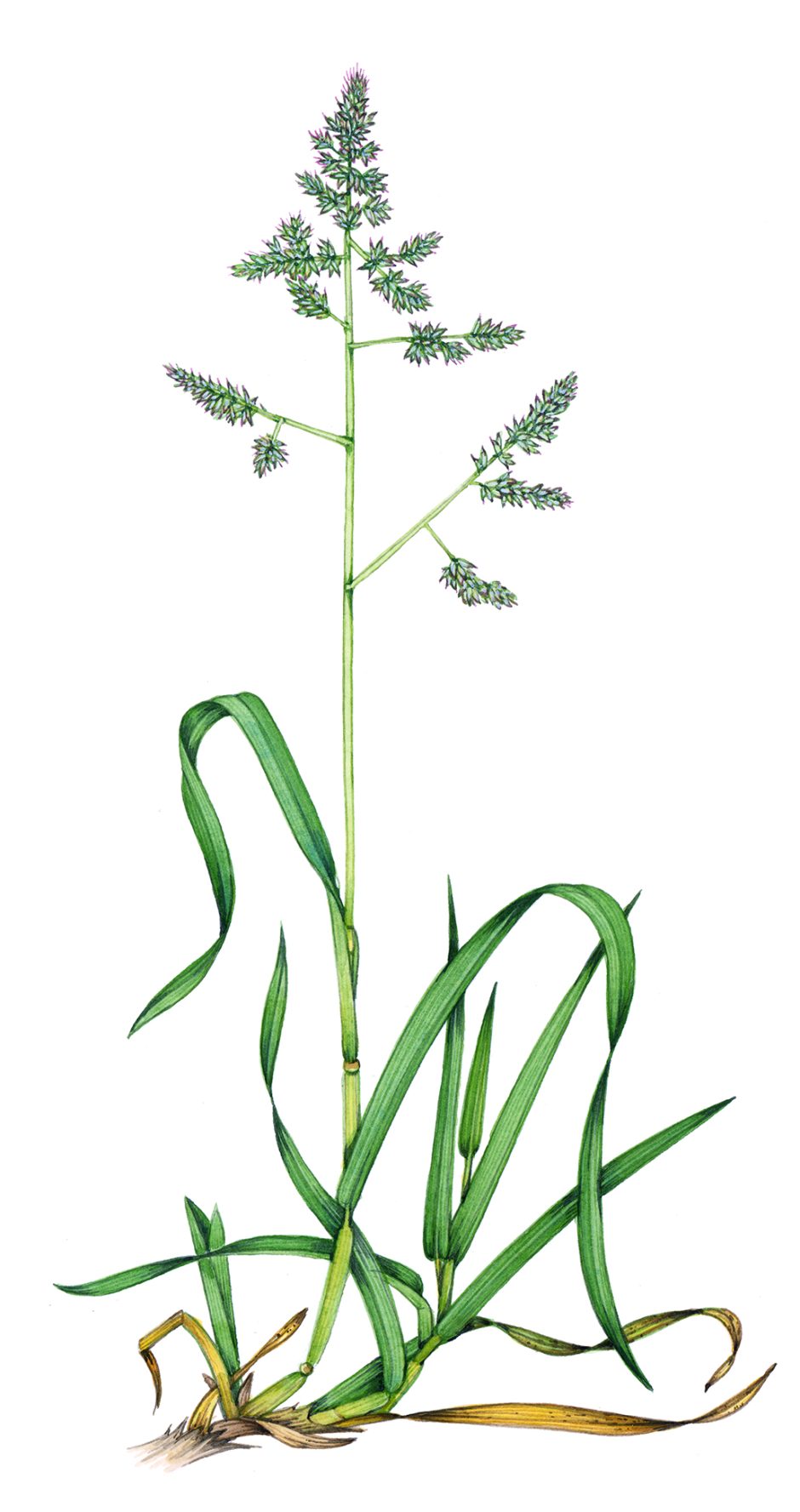 Common Grass species identification: Some easy shortcuts - Lizzie Harper