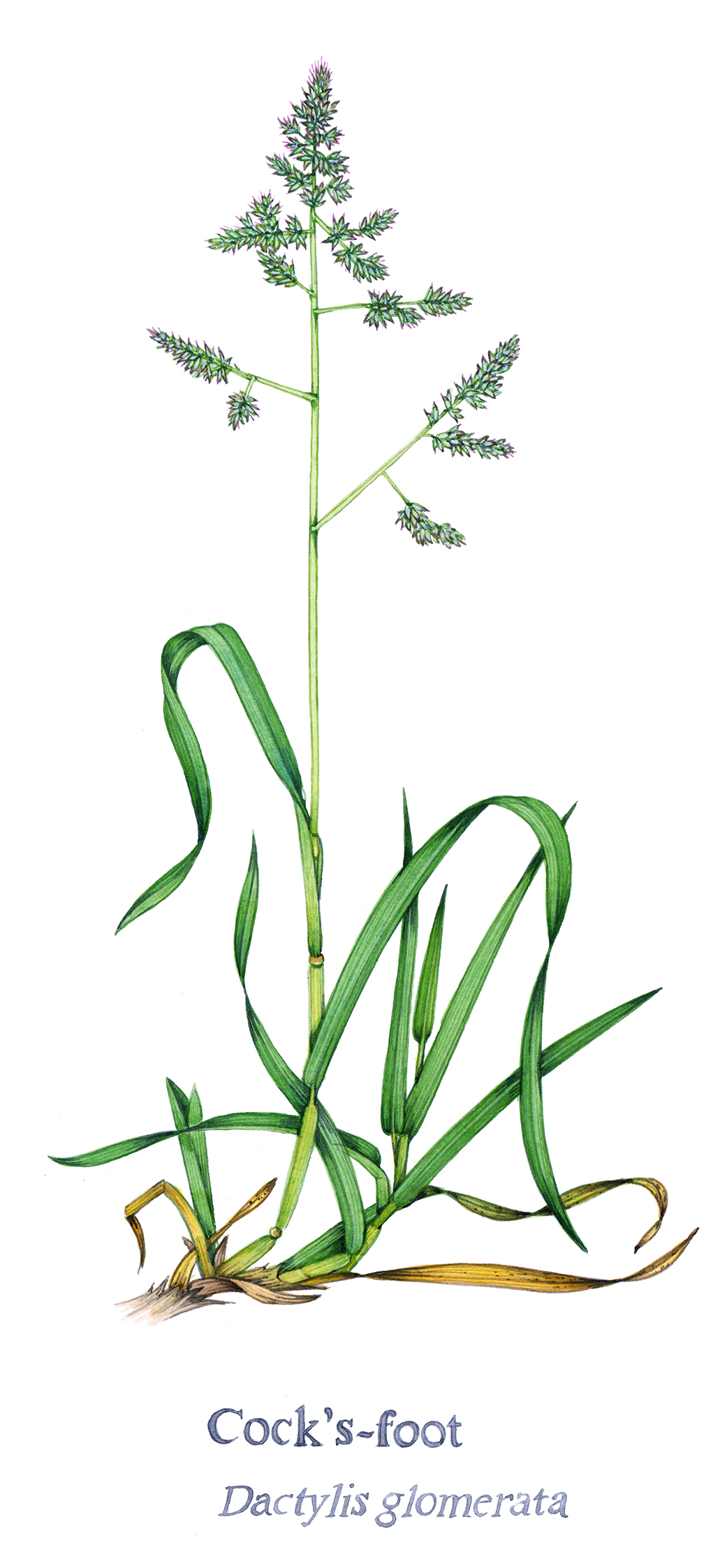 Cock's-foot grass Dactylis glomerata with written name - Lizzie Harper